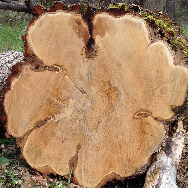 Gallery - Frison-Logue Hardwoods