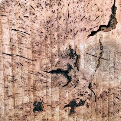 Elm Burl Wood - Frison-Logue Hardwoods